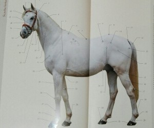 Kôň a jazdec - Stavba koňa - Stavba tela